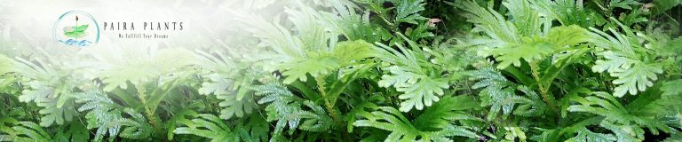 Paira Aquatic Plants